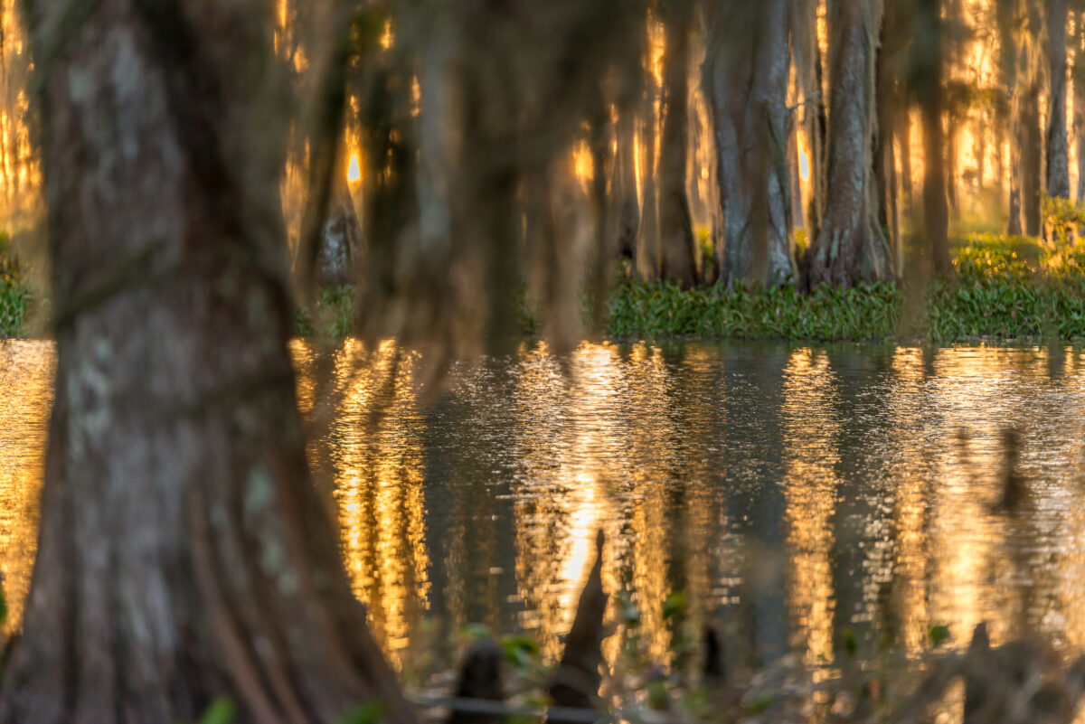 What Was That? Myths and Legends of the Swamps | Explore Houma